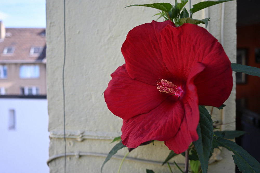 夏の終わり: めぎのドイツ再発見