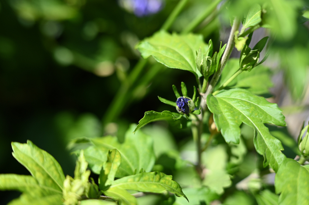 新旧レンズ比べ: めぎのドイツ再発見